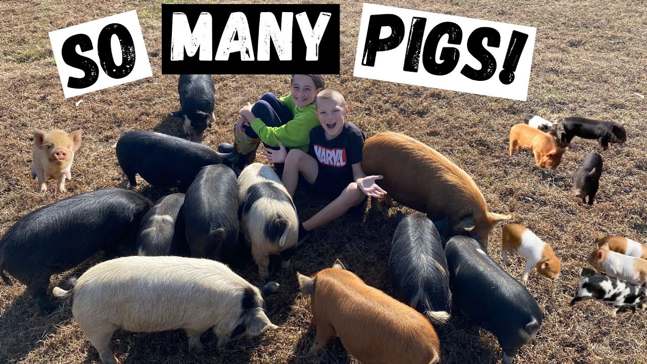 Kunekune Pigs: Why do we have so many? - YouTube