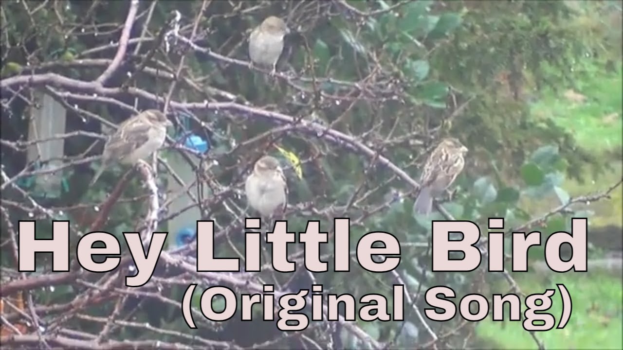 Hey Little Bird (Original Song) - YouTube