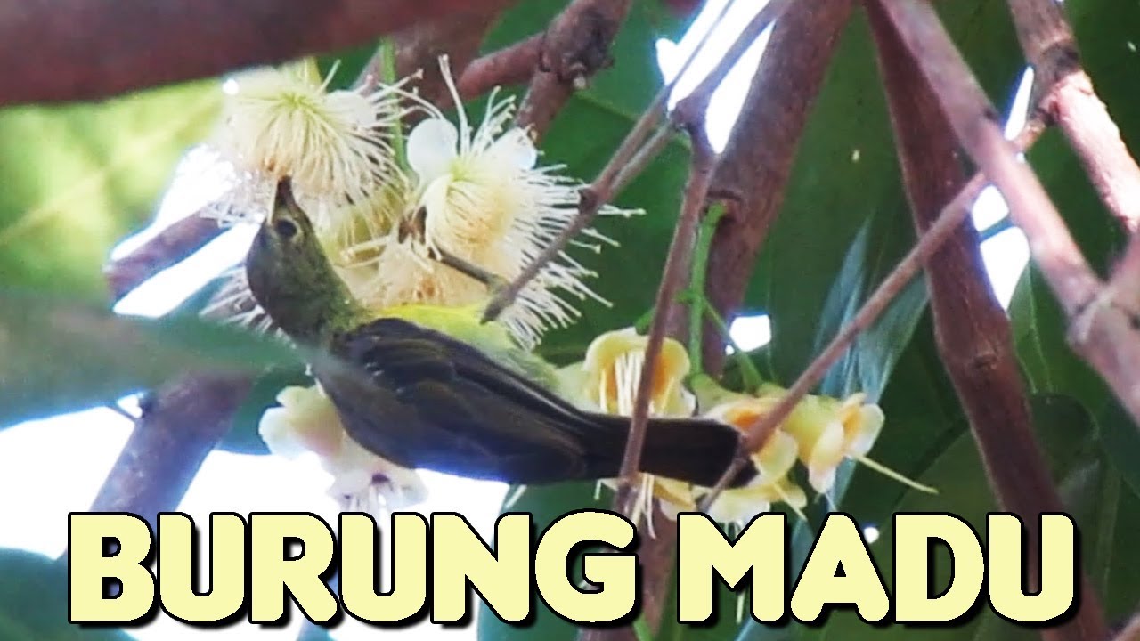 Burung madu makan bunga jambu air - YouTube