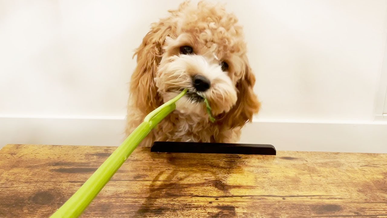 ASMR Dog Reviewing Human Food | MUKBANG | Cavoodle - YouTube