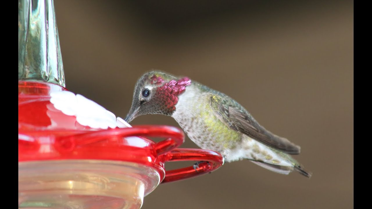 My First Hummingbird Set Up - YouTube