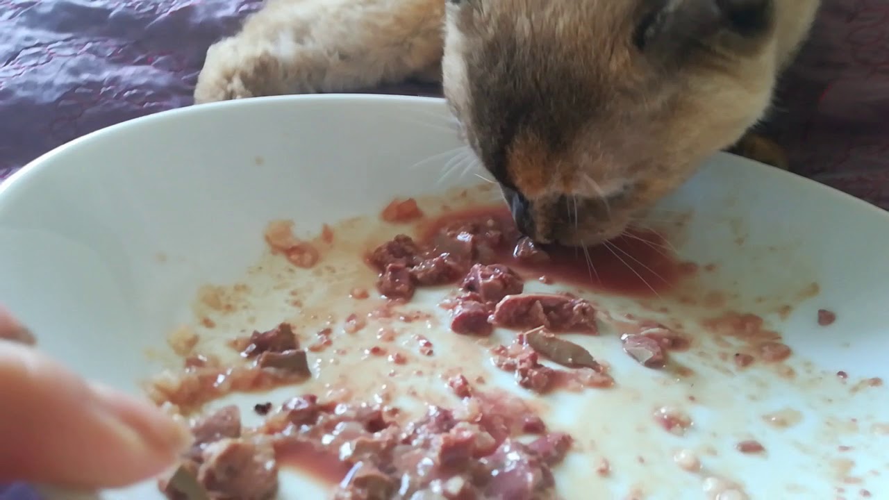 Oodyboo eating noisily - YouTube