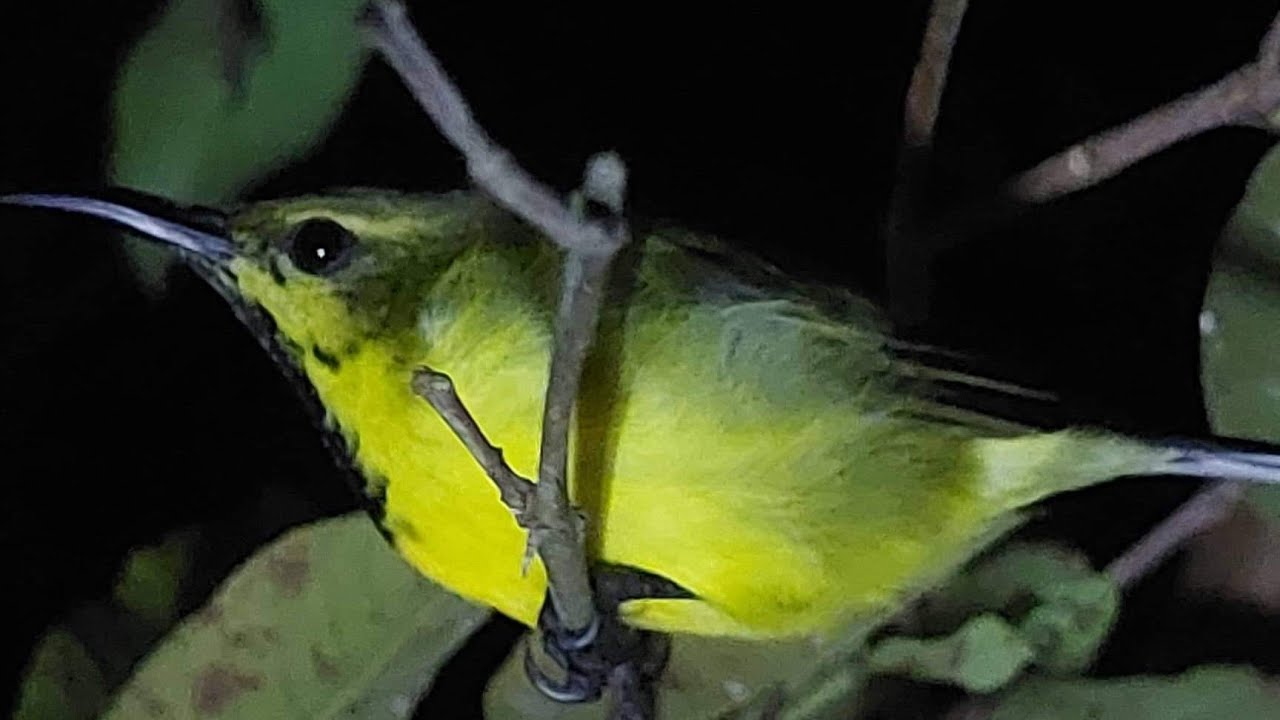 The Sleeping Hamming Birds in The Yard. ( Mga Tamsi o Siwit sa Gabi ...