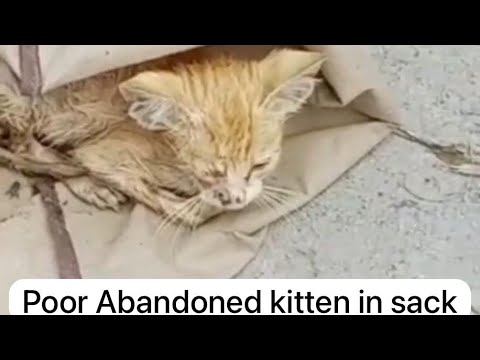 Kitten abandoned in miserable condition #love #cats #trending #viral # ...