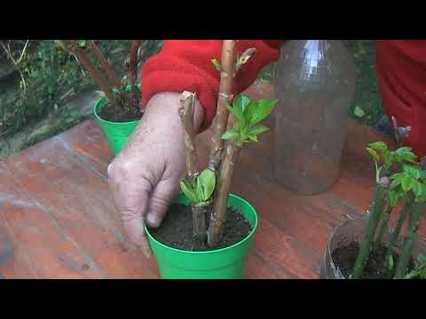 Lombricultura Facil, Como Reproducir rosas por esquejes. - YouTube