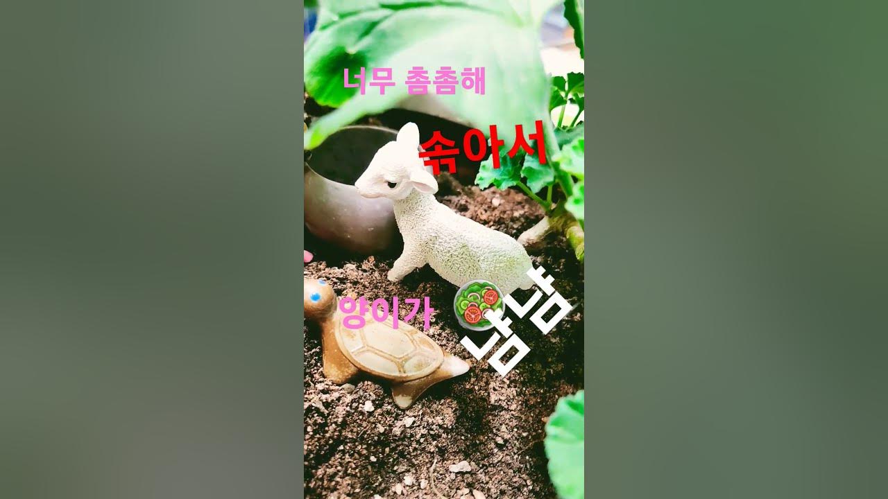 루꼴라꽃 은 흰색계열 무우꽃 처럼 Youtube
