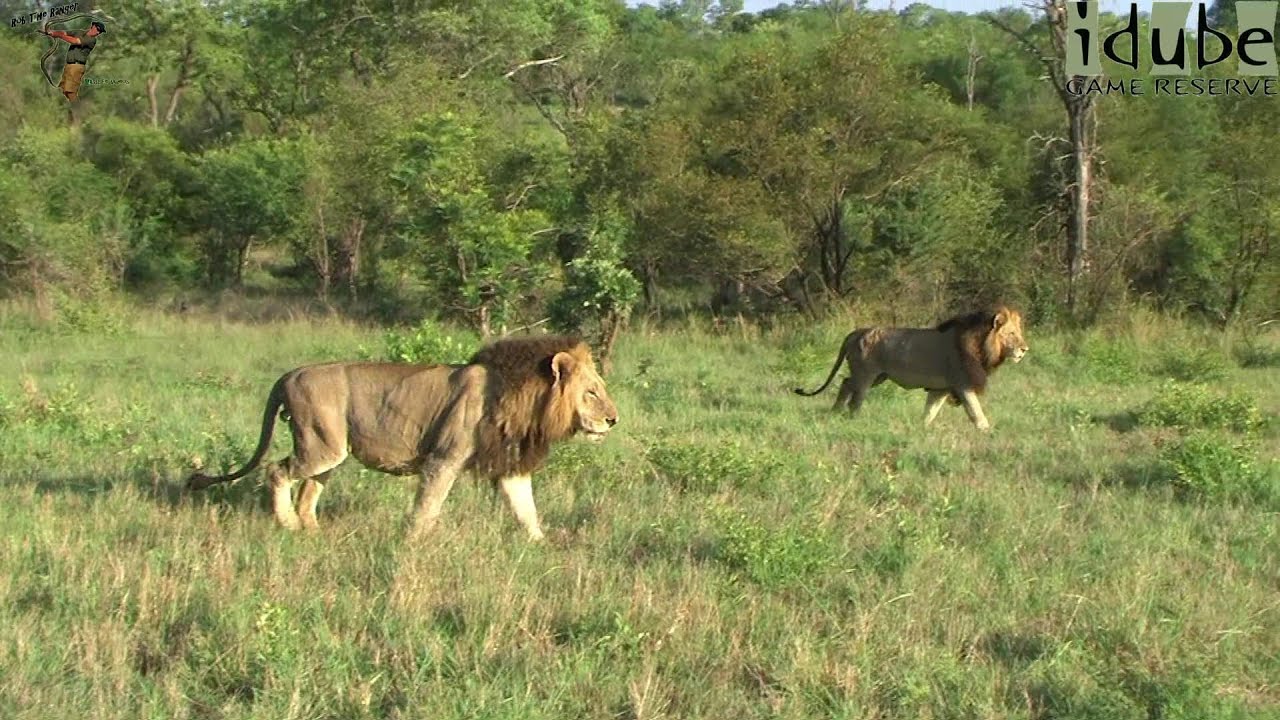 Majestic Lions In Glorious Sunshine - YouTube