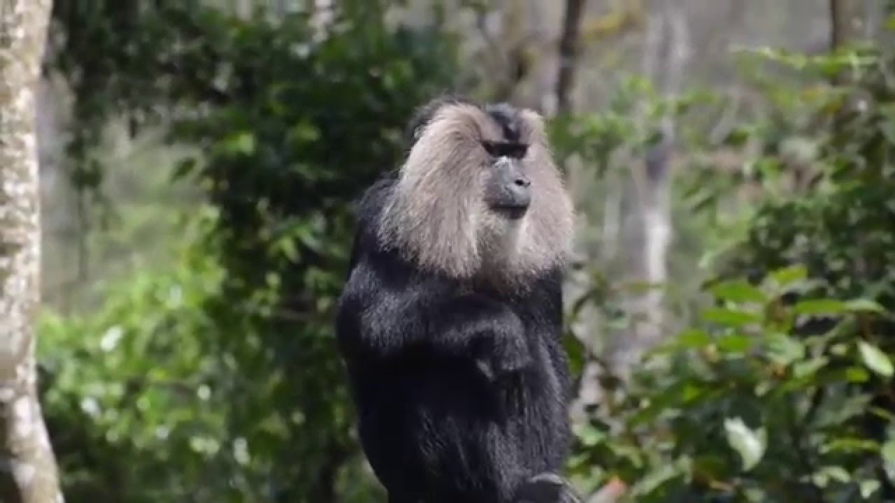 Lion-tailed Macaque (Macaca silenus) - YouTube