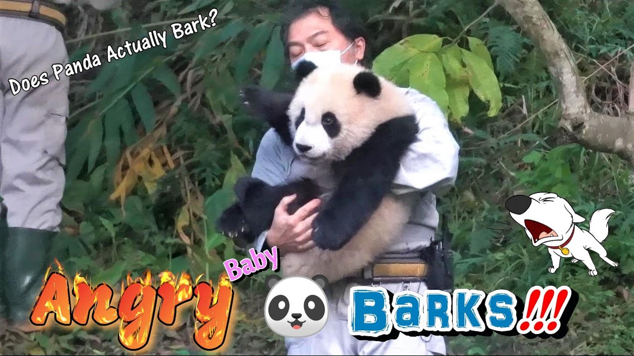 Angry Baby Panda Barks at Zookeeper Shocked Hundreds of People! - YouTube