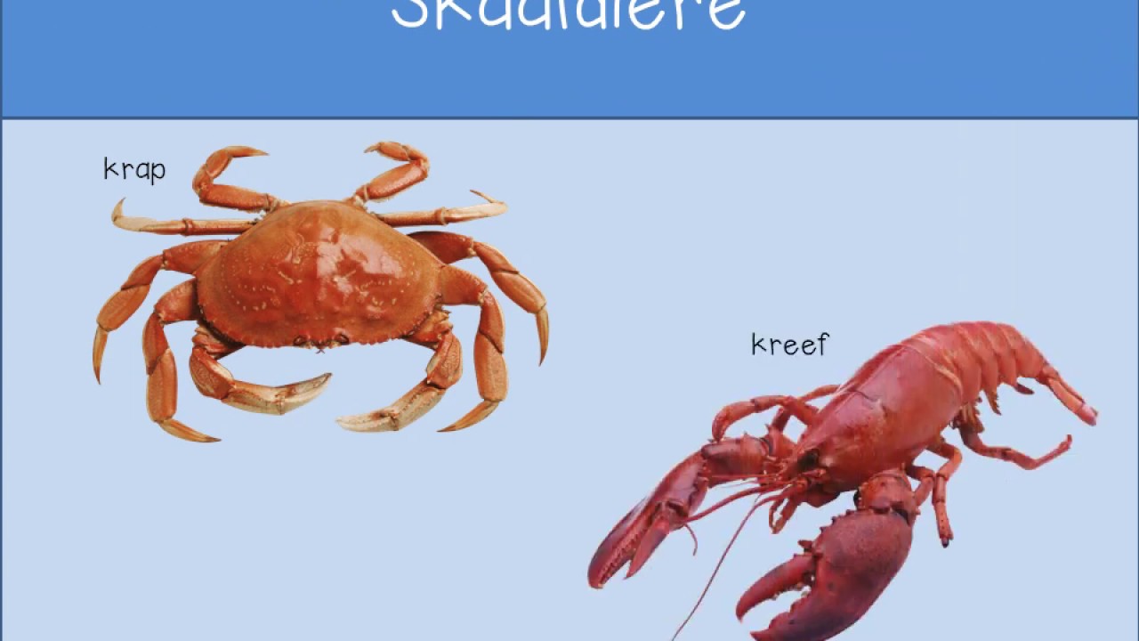 Graad R Skaaldiere - YouTube