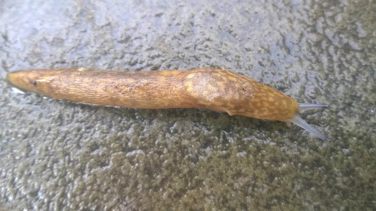 Yellow Cellar Slug (Limacus Flavus) - YouTube