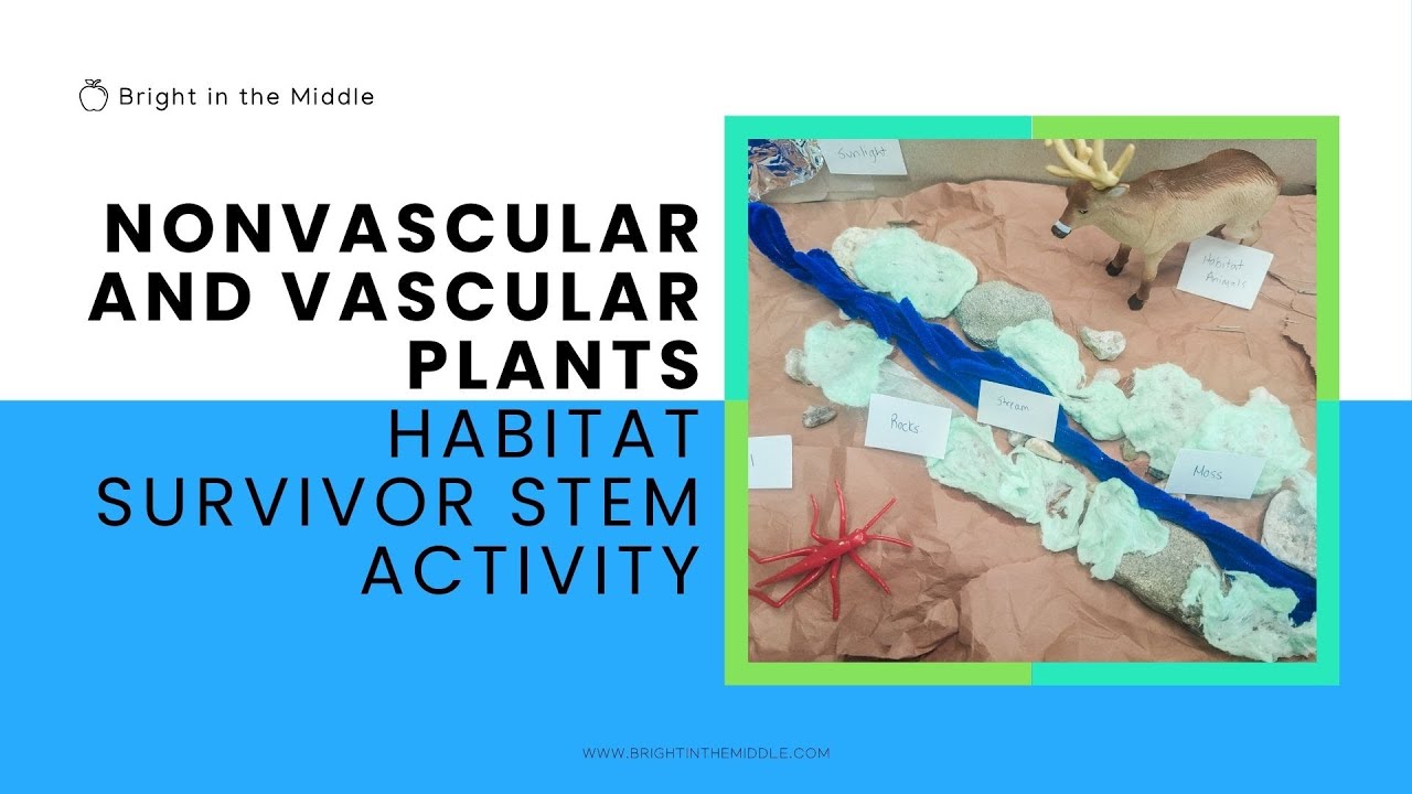 Nonvascular and Vascular Plants Habitat Survivor STEM Activity - YouTube