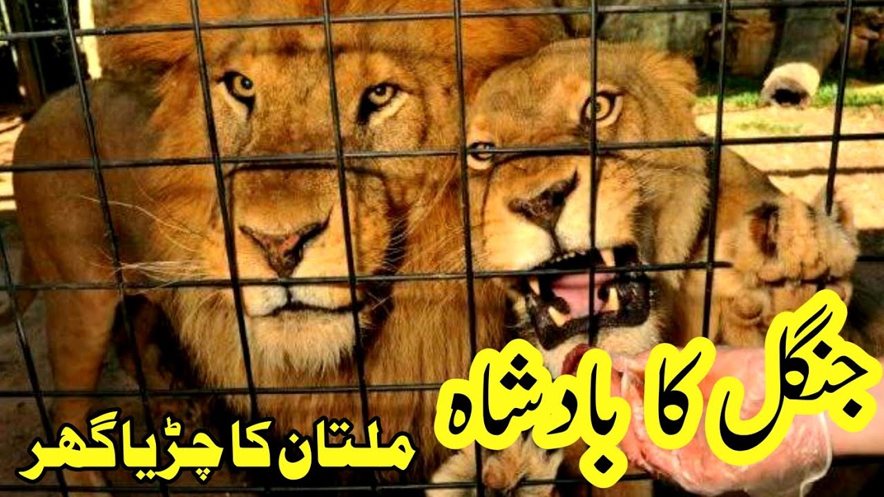 Chidiya Ghar | 360 Zoo Dha Multan Pakistan | Wildlife Park Animals ...