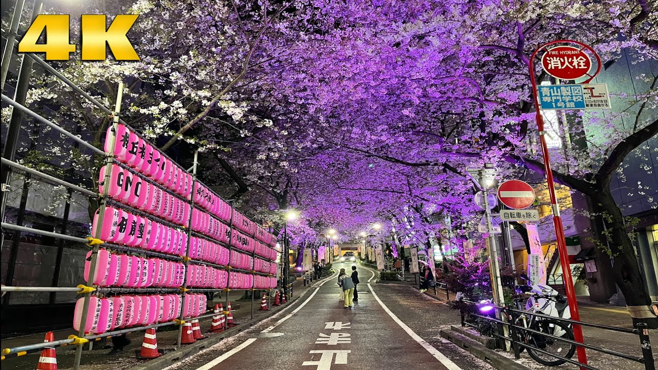 【4K HDR】Shibuya at Night & Purple Sakura Street - Japan Walking Tour ...