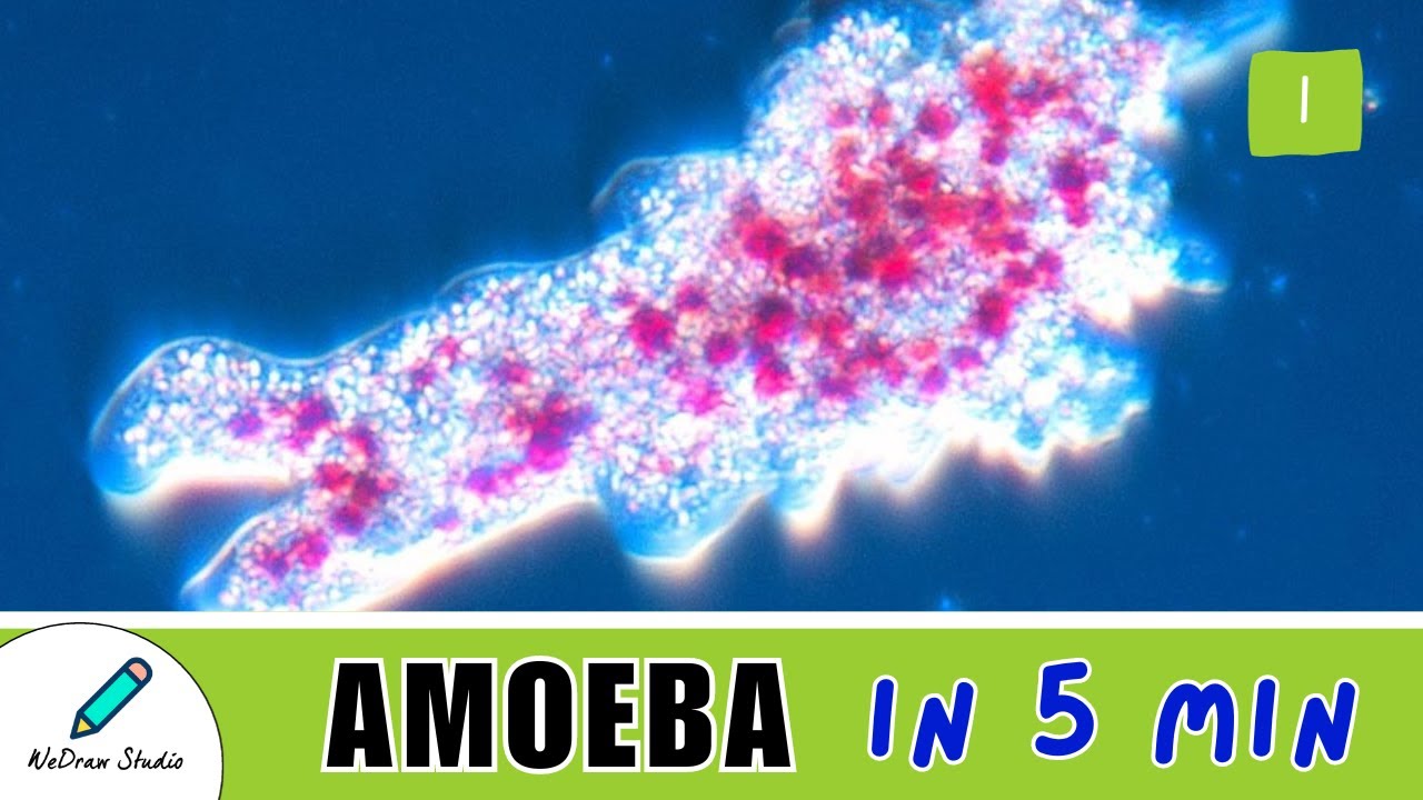 Amazing Amoeba Facts - Microbes | Structure, Movement & More! - YouTube