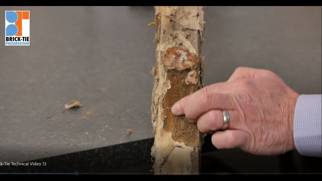 Timber decay in houses; what a timber surveyor looks for - YouTube