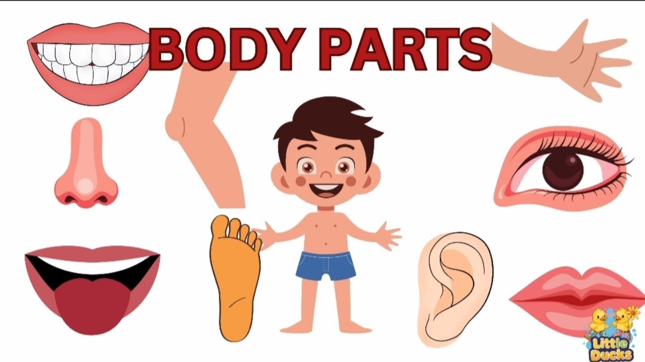 Parts of Body | Lear About Body Parts | Name of Body Parts in English ...