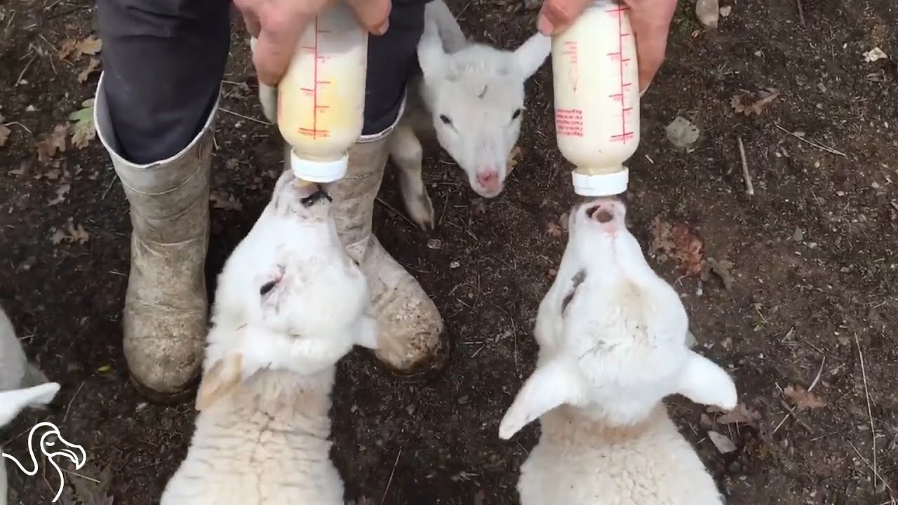 These Lambs Were Finally Rescued And They Can’t Stop Jumping For Joy ...