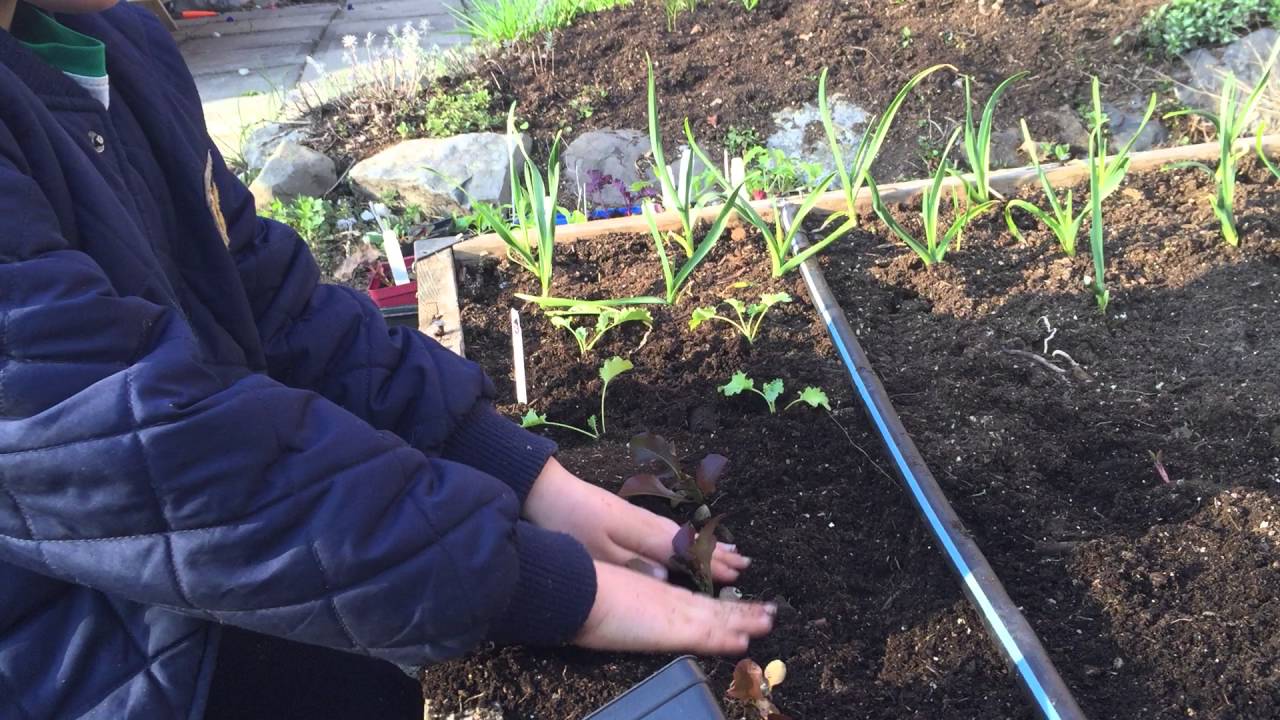 How to plant vegetable seedlings - YouTube