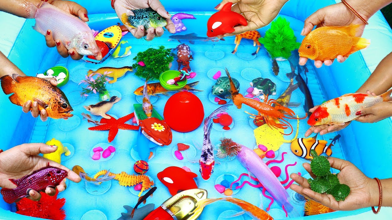 Cat fish koi carp kissing fish Molly guppy puffer kissing stone beeta ...