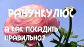 Ранункулюсы в горшочке👍. - YouTube
