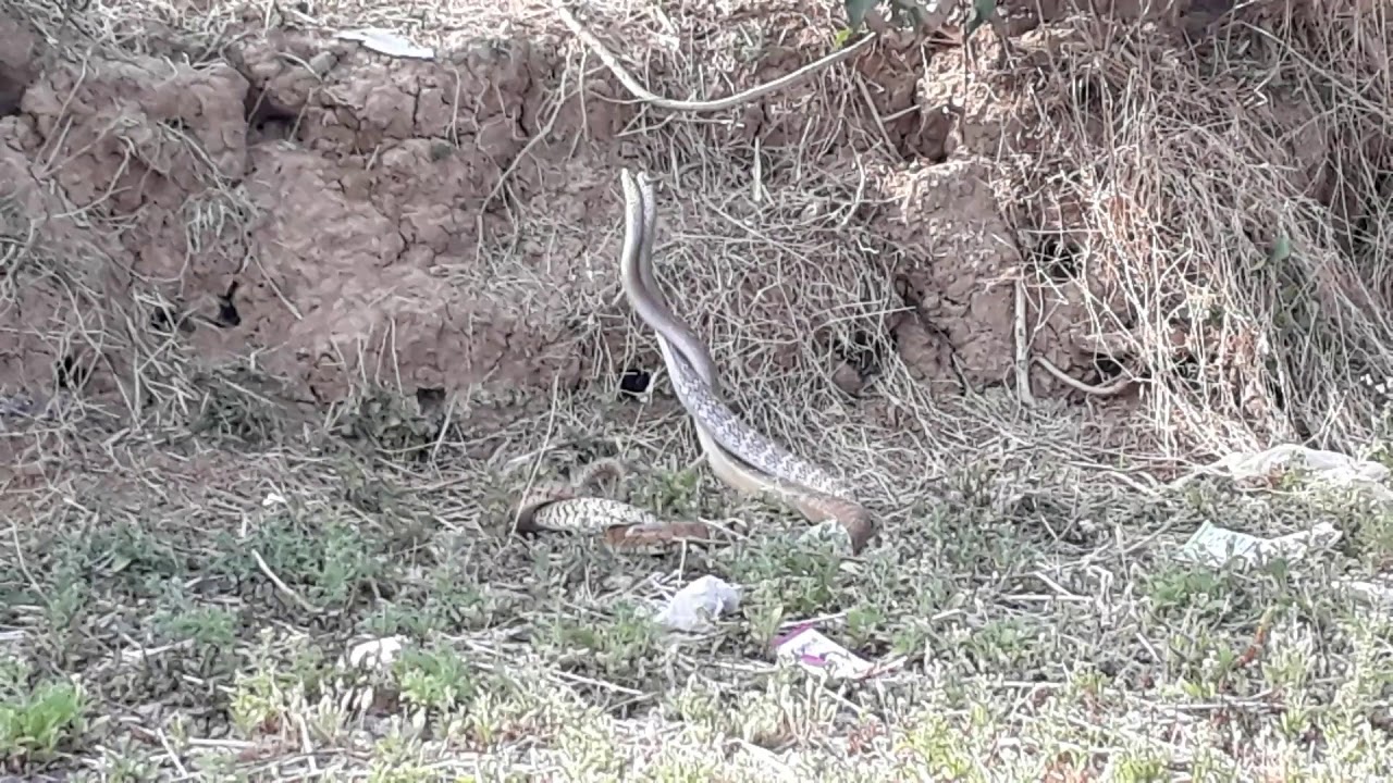 Snake - YouTube
