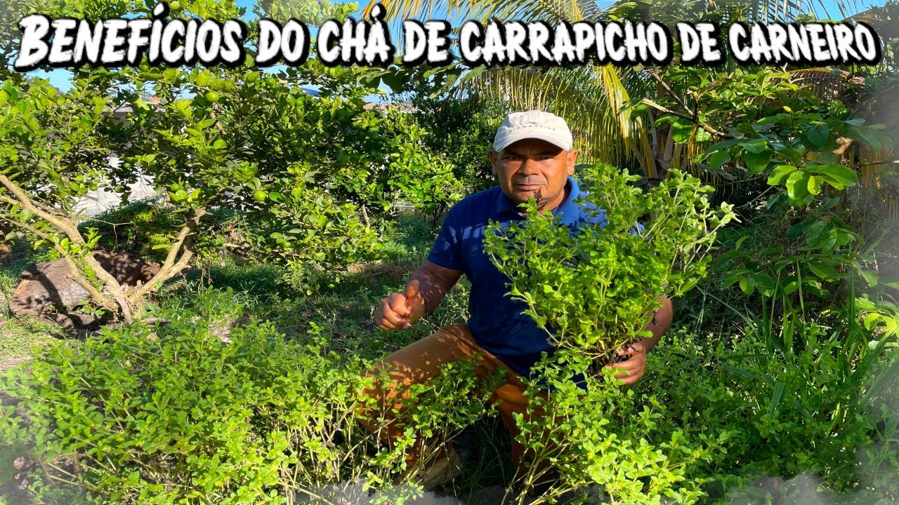 Carrapicho de Carneiro/ Carrapicho de Ovelha - Planta Medicinal - YouTube