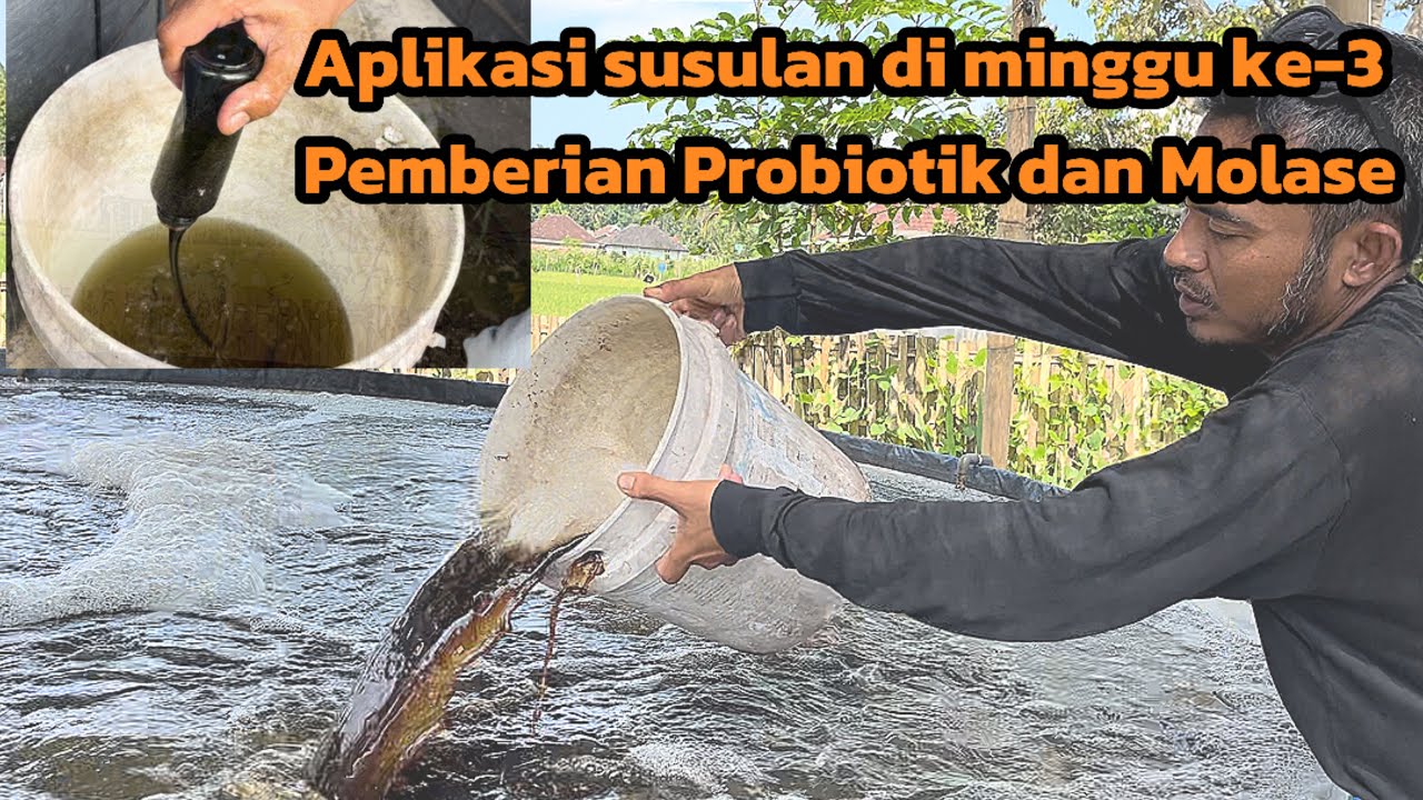Pemberian probiotik dan molase di kolam ikan budidaya sistem Bioflok ...