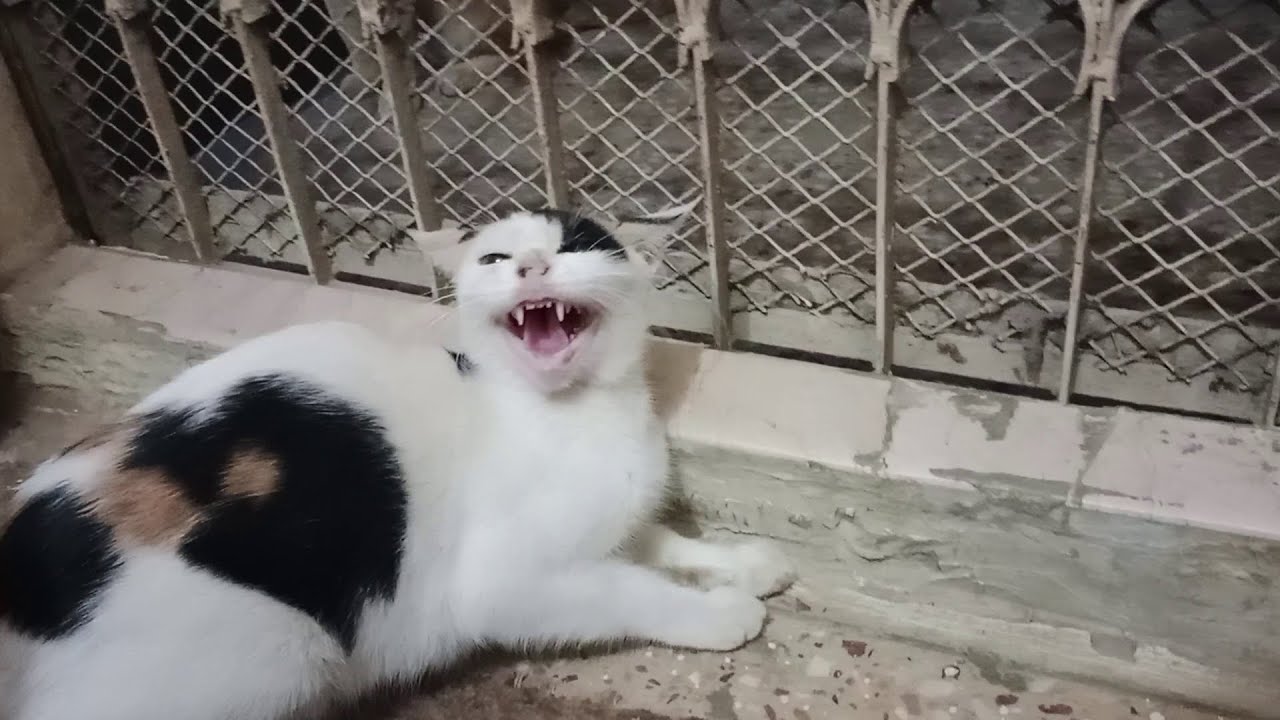 Pregnant cat is very aggressive - YouTube
