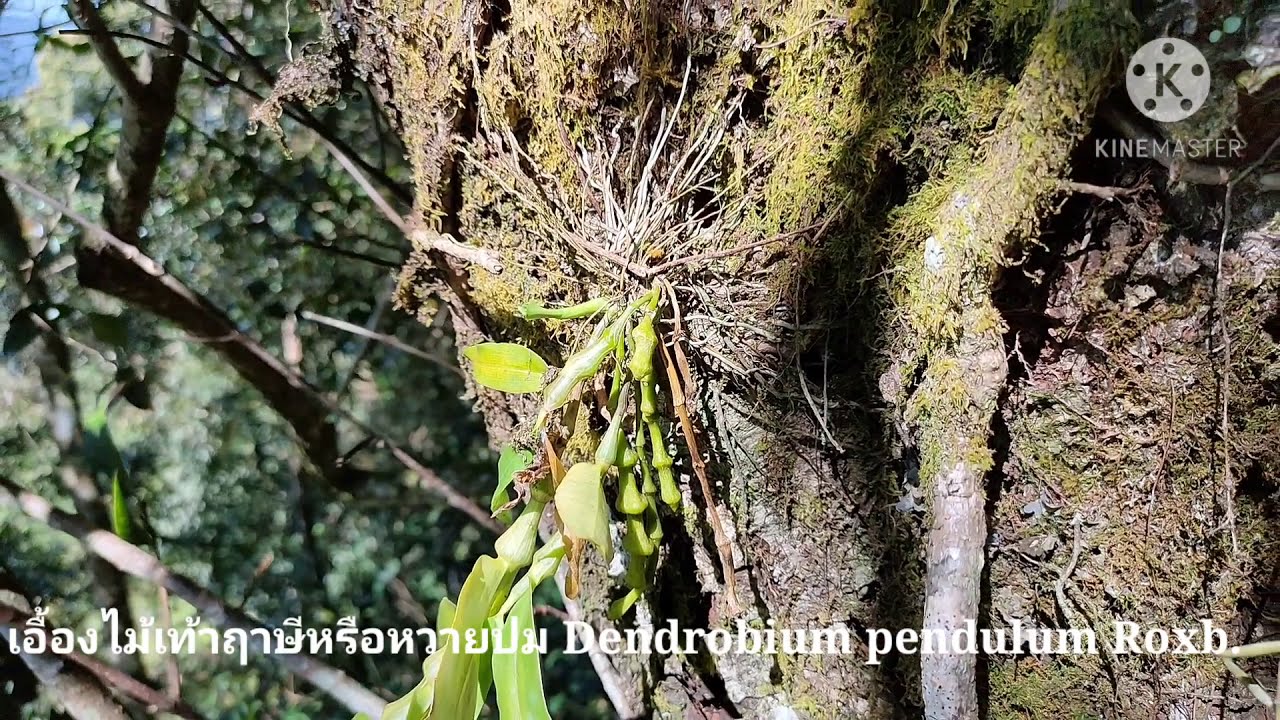Wild orchids in Thailand เอื้องไม้เท้าฤาษี หรือ หวายปม บนภูหลวง Dendrobium pendulum Roxb - YouTube
