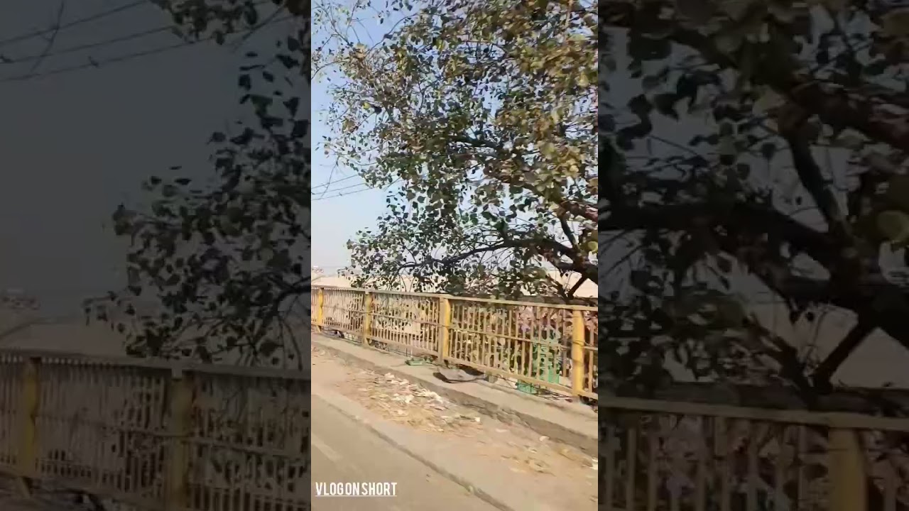 Ghazipur Noida fish Market mini vlog #shortvideo #viralshort - YouTube