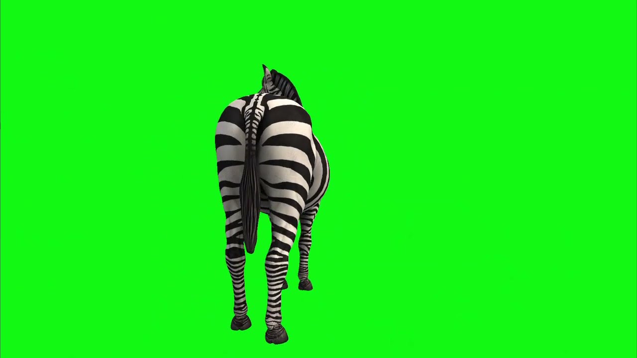 Zebra green screen animation |chroma key |green screen effects - YouTube