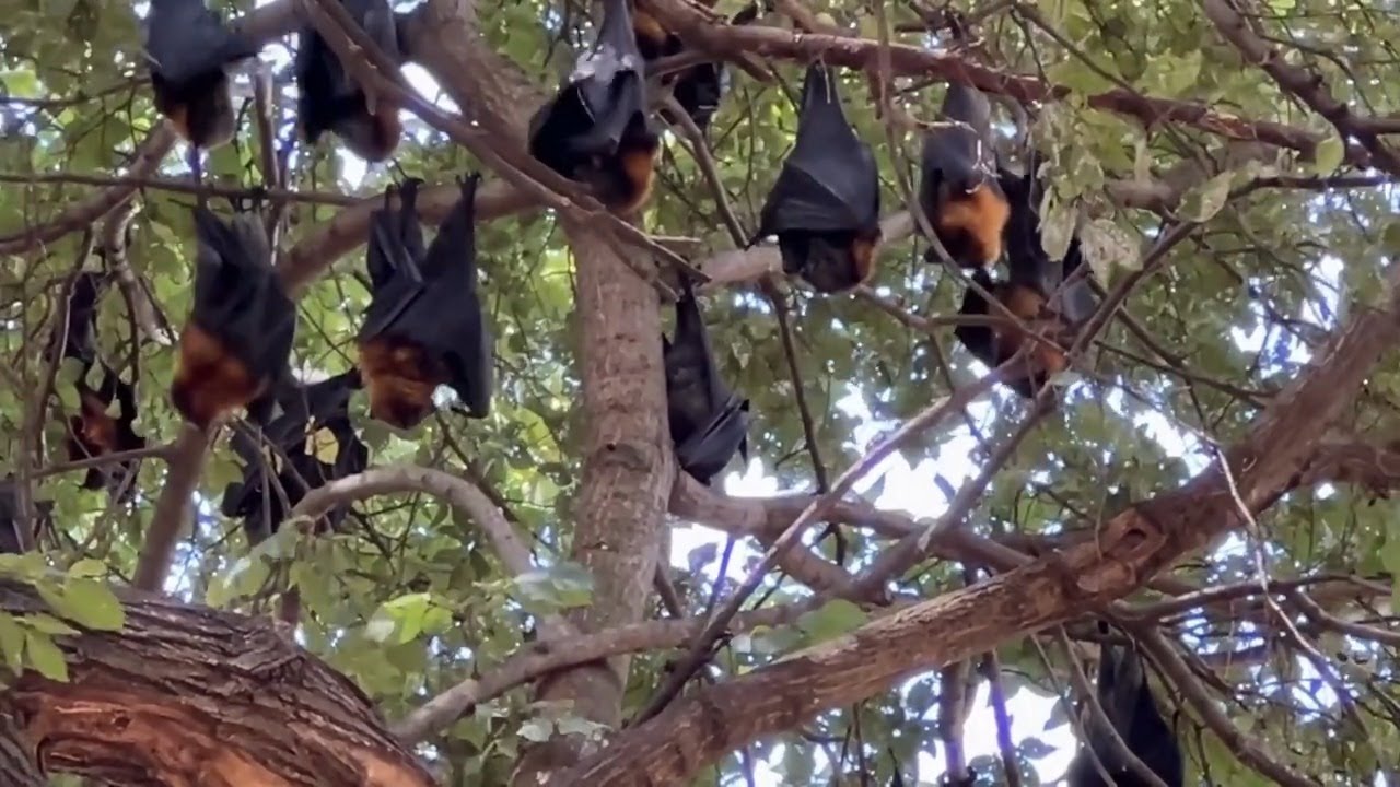 Flying-Fox map - YouTube