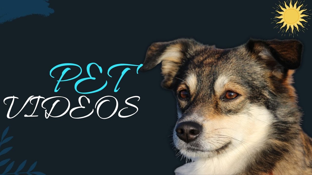 Adorable Pets Gone Wild: Cute & Crazy Animal Antics You Can't Miss! 🐾 ...