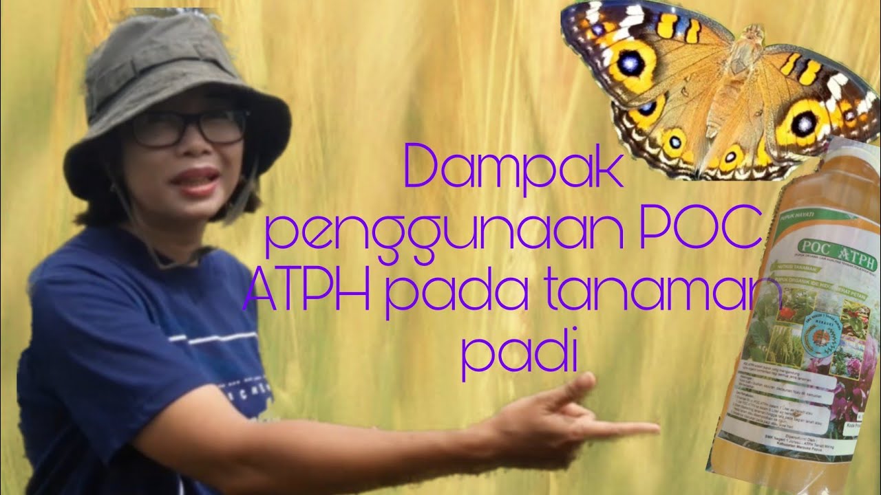 Dampak Penggunaan POC ATPH Pada Tanaman Padi#pupukorganik#pocatph - YouTube