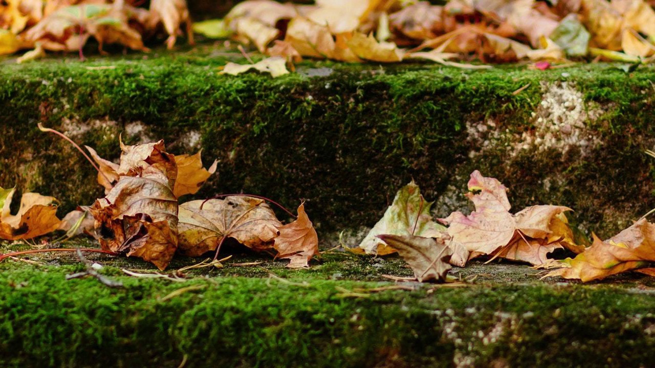 Najljepše dječje pjesme - Jesen (Prekrasna sjetna pjesma) - YouTube