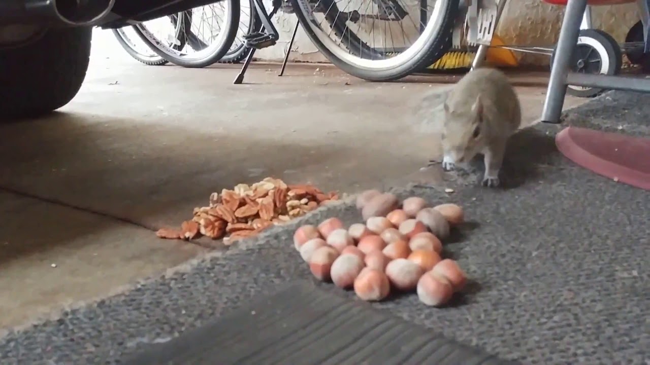 Saturday Squirrels - YouTube