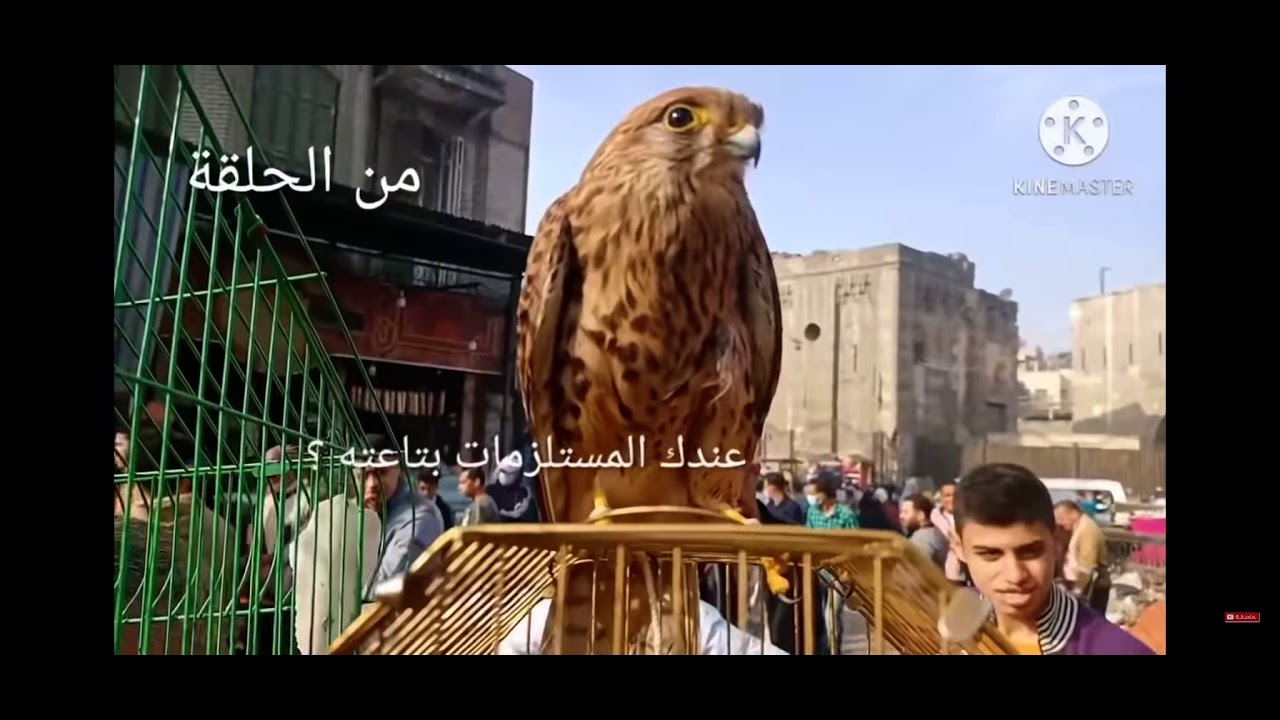 سوق الجمعة بالسيدة عائشة بالاسعار صقور شاهين ديابة نموس تماسيح عقبان يوم كروان تعابين اورال