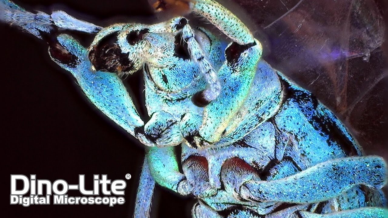 Microscopio Digital Más Práctico: Dino-Lite - YouTube