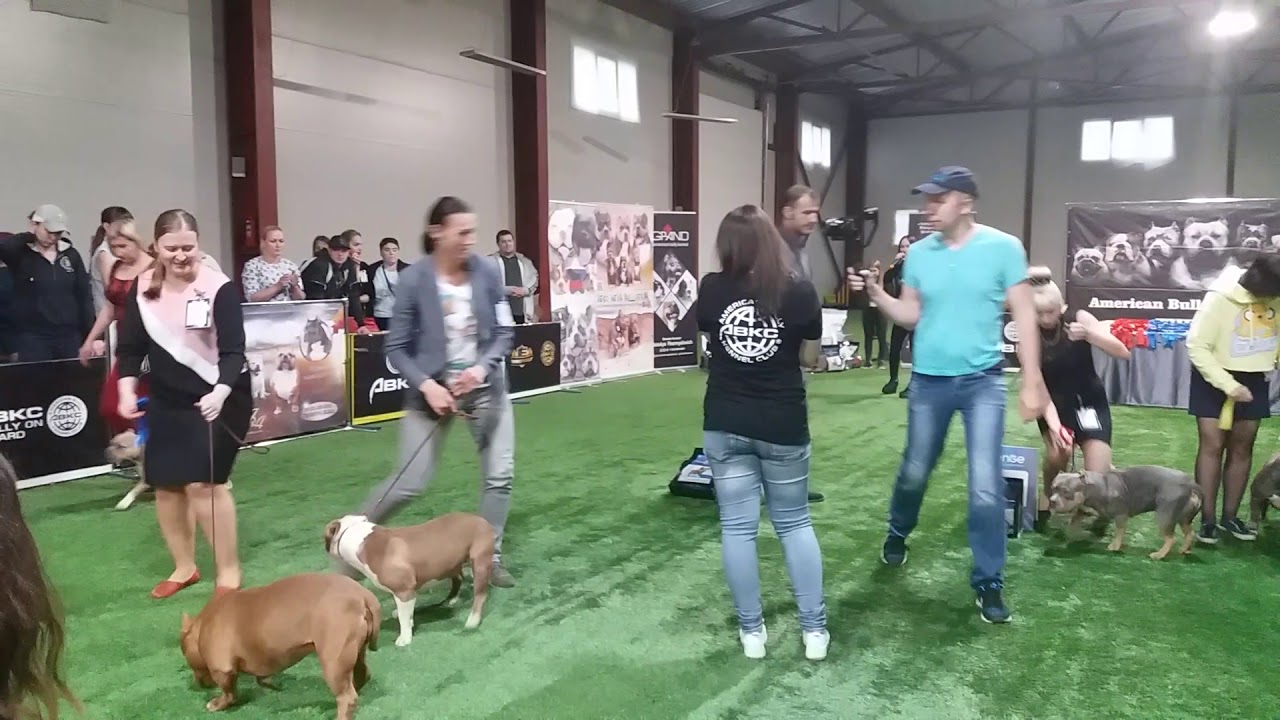 ABKC Show Russia 2018 - YouTube