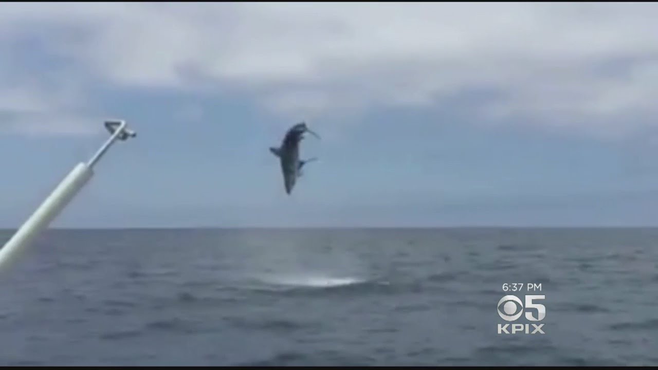 Flying Shark Puts On Big Show For SoCal Fishermen - YouTube