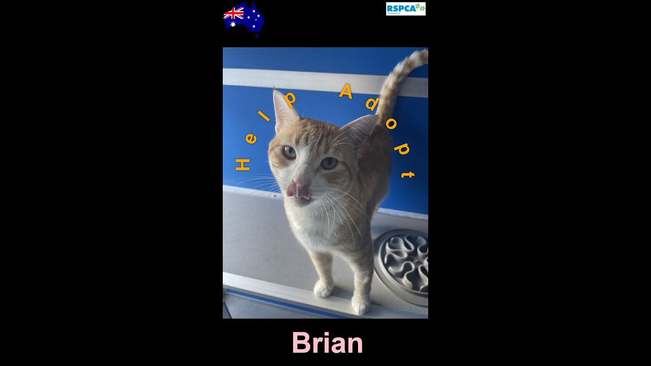 🐾Brian has been adopted! Cat / Australia / Brisbane Animal Care Campus ...