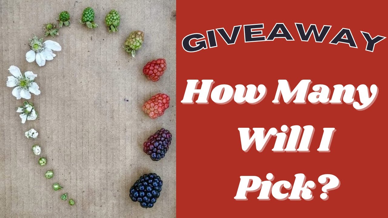 LET S HAVE A GIVEAWAY Guess How Many Cups Of Blackberries I Will Pick let-s-have-a-giveaway-guess-how-many-cups-of-blackberries-i-will-pick