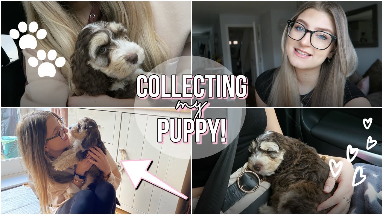 PICKING UP MY 8 WEEK OLD PUPPY! *COCKAPOO* - YouTube