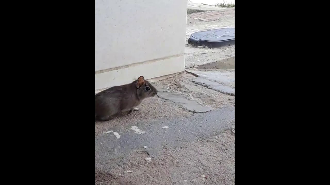BICHO ENTROU NA MINHA CASA - Preá do mato - Porquinho da índia do mato ...