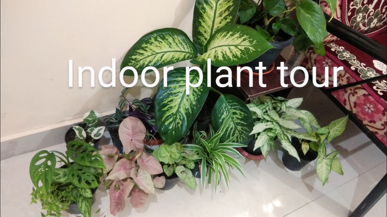 Some of My indoor plants|| Indoor plants tour || beauty of nature at ...