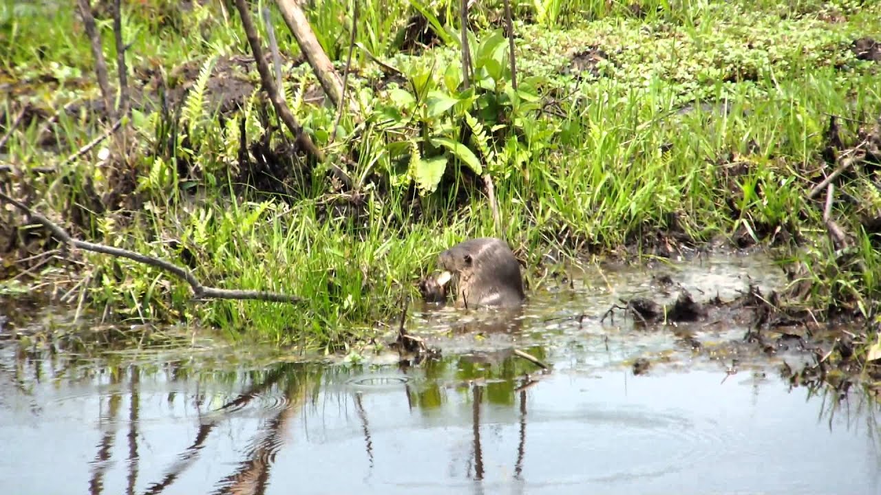Nutria Neotropical Lontra longicaudis (Olfers, 1818) (Carnivora ...
