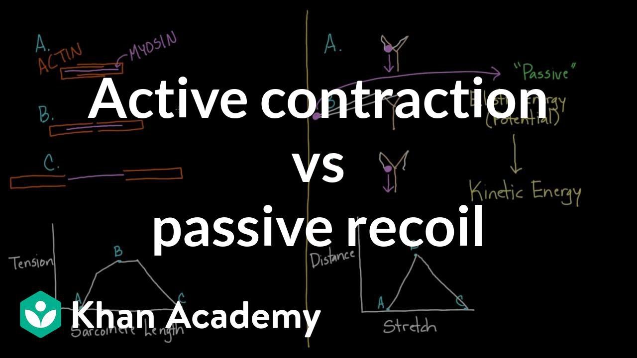 Active contraction vs. passive recoil | Circulatory system physiology ...