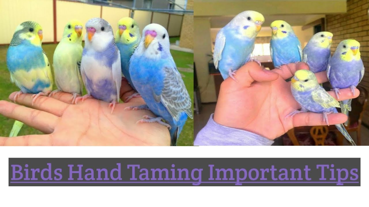 Hand Taming Tips/Multiple Bird Hand Taming/How to tame birds/Bird ko ...