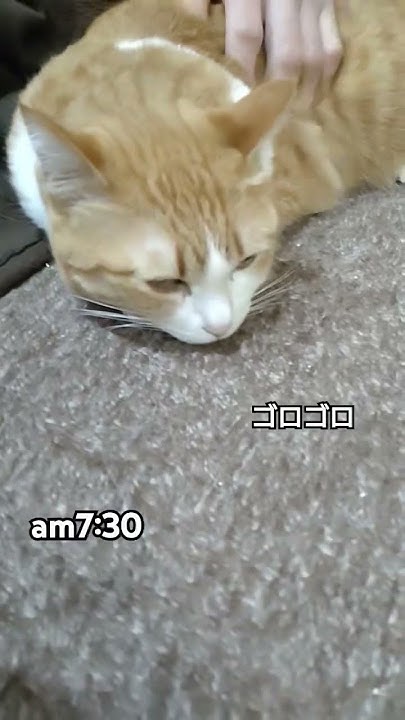 am7:30 #cat #猫のいる暮らし #ねこ #猫のいる生活 #猫好きさんと繋がりたい - YouTube